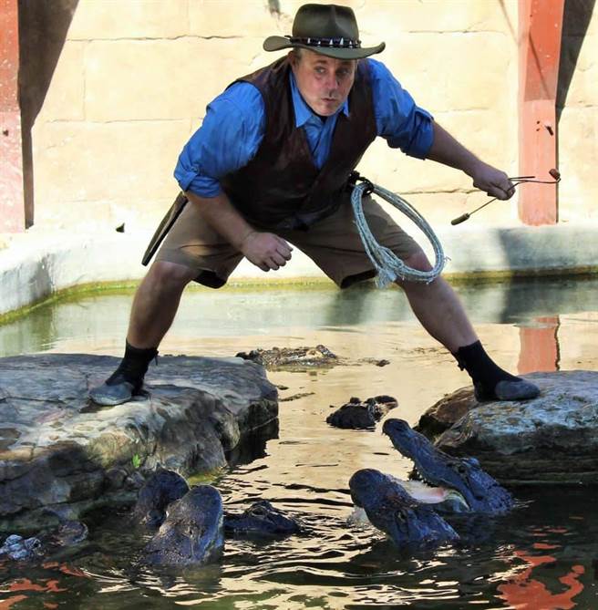 表演意外失手 美國男子掉入鱷魚池 - 日常 - 網推