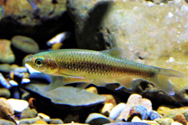 農委會預告修正陸域淡水魚保育名錄 溪流細鯽等6種1屬入列 - 生活 - 中時