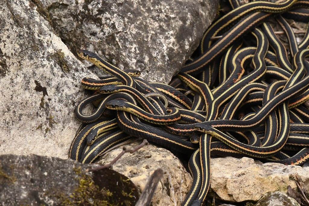 独》他拍下红边束带蛇「紧密连结」奇景 交配球缠绕太震撼 - 生活 - 中时