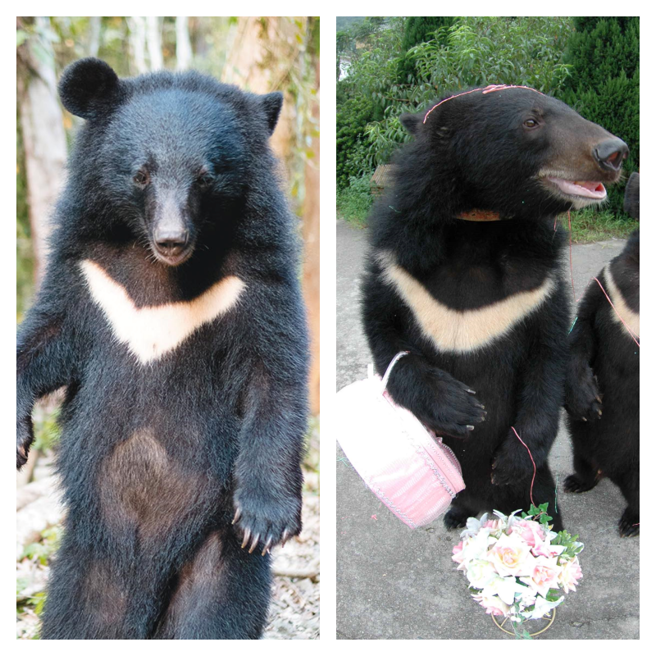 还看什么A片 侯汉廷笑沈伯洋：你就是中国熊 - 政治 - 中时新闻网