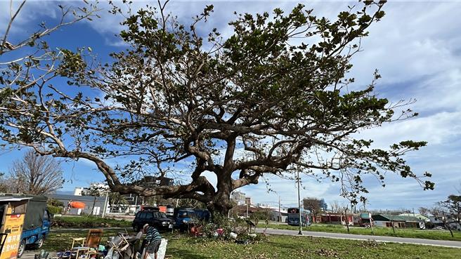 不畏康芮強風吹襲 台東4棵老樹持續屹立 - 生活 - 中時