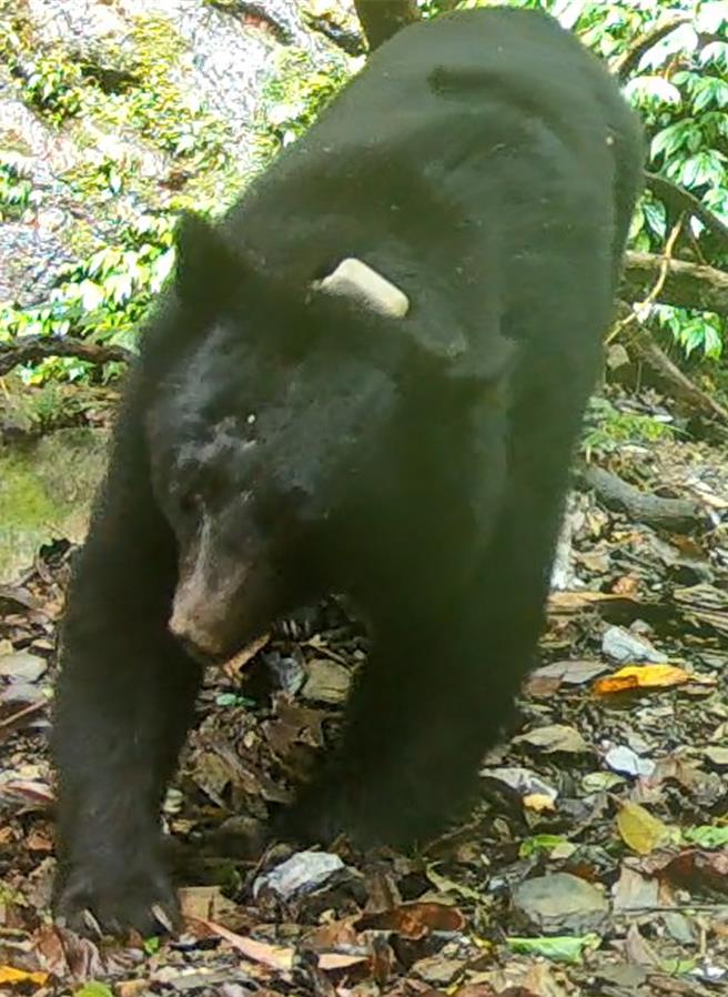 黑熊入侵花莲鸡舍连咬3狗 竟是野放4年「失联后出没」 - 生活 - 中时