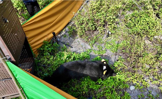 台湾黑熊重返山林 屏大武部落族人祈福赐名「Tawmele」 - 生活 - 中时