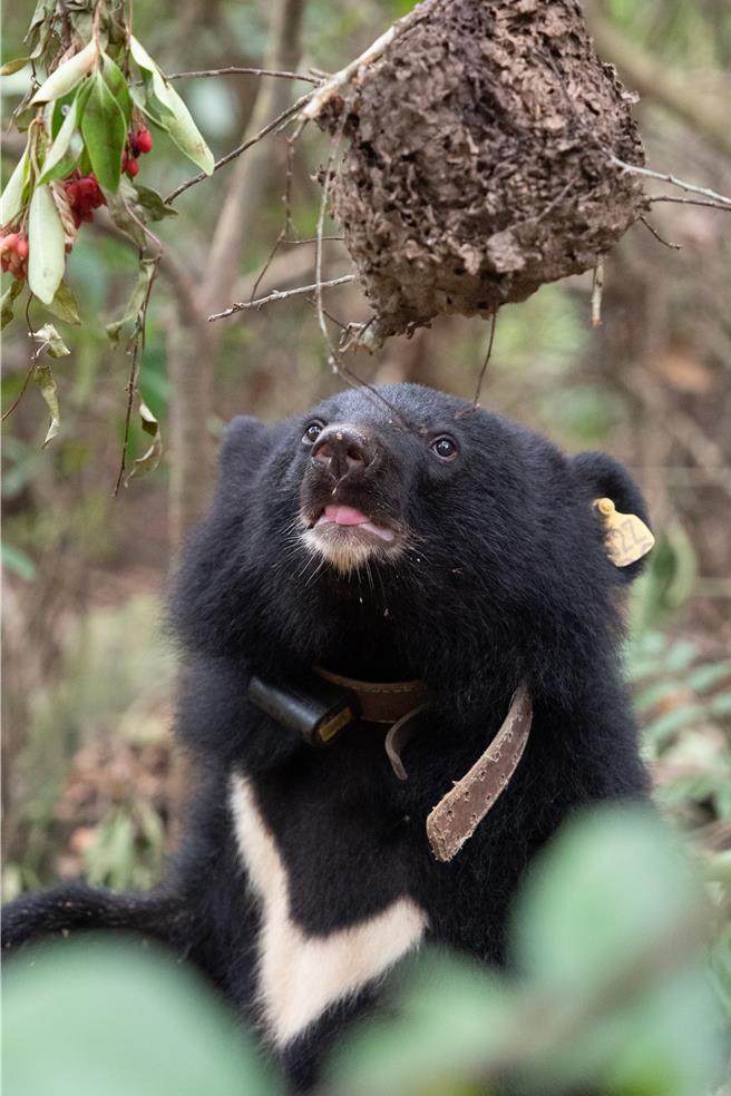台湾黑熊下山了 林保署最新发现 族群扩散低海拔 - 生活 - 中时